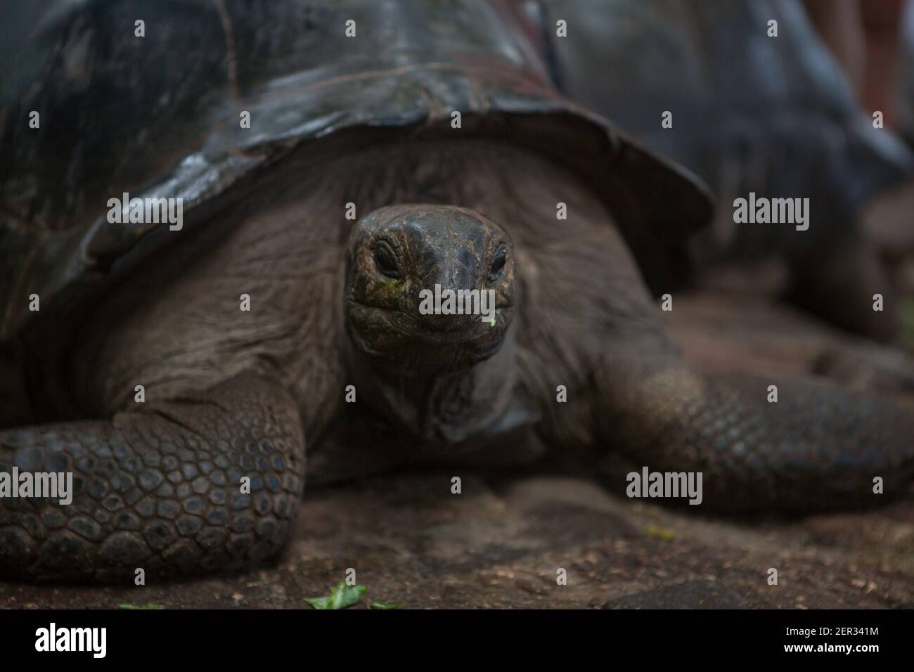 Riding giant turtle hi-res stock photography and images - Alamy