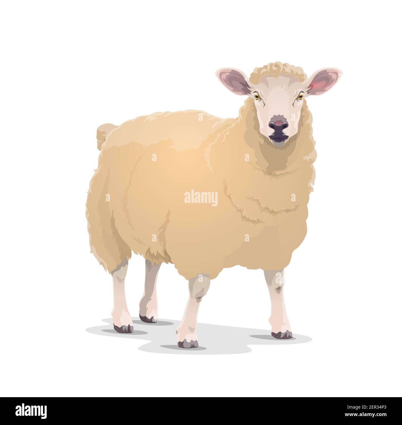 White sheep vector domestic animal with thick woolly coat and pink ears ...
