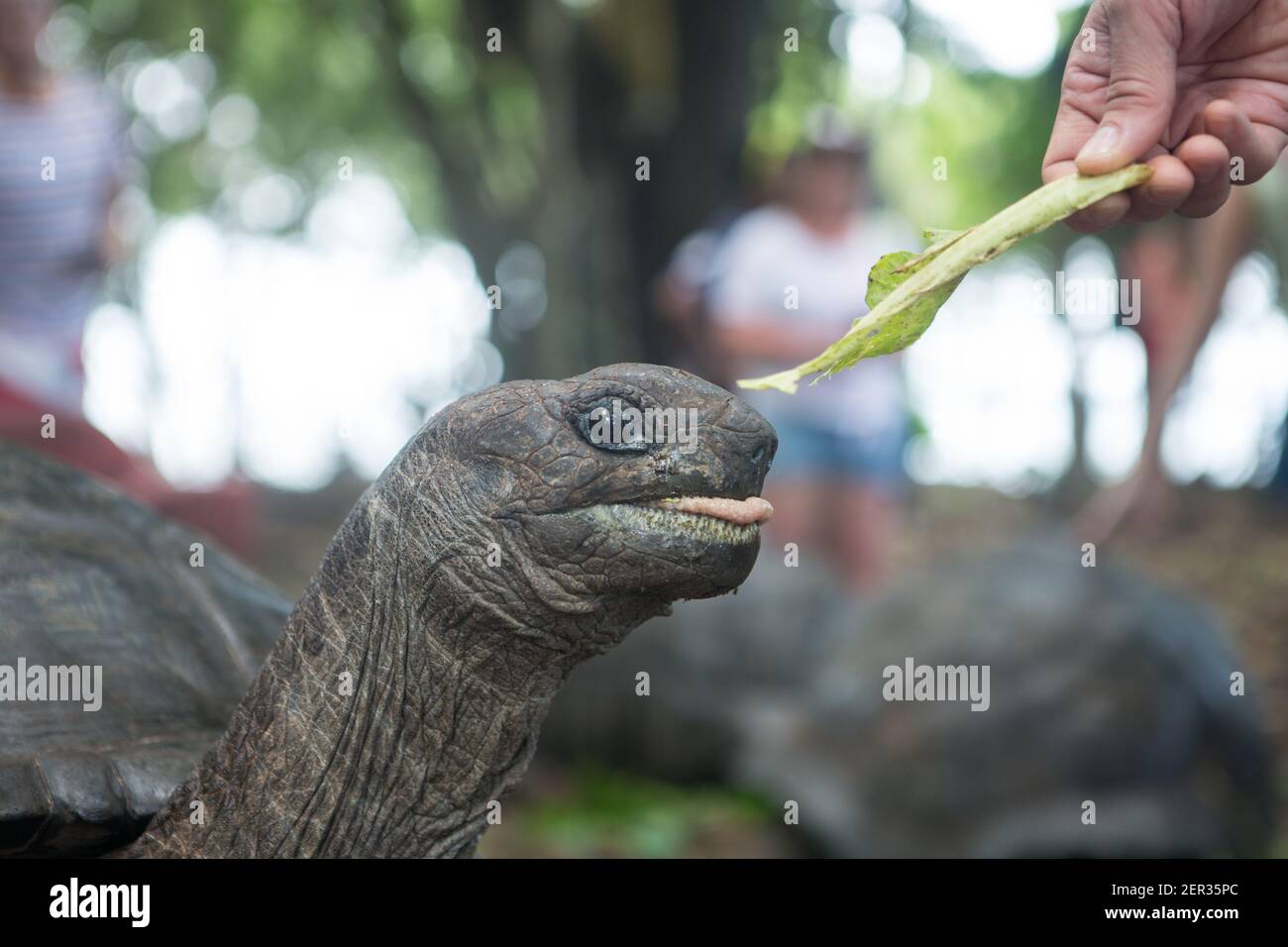 Riding giant turtle hi-res stock photography and images - Alamy