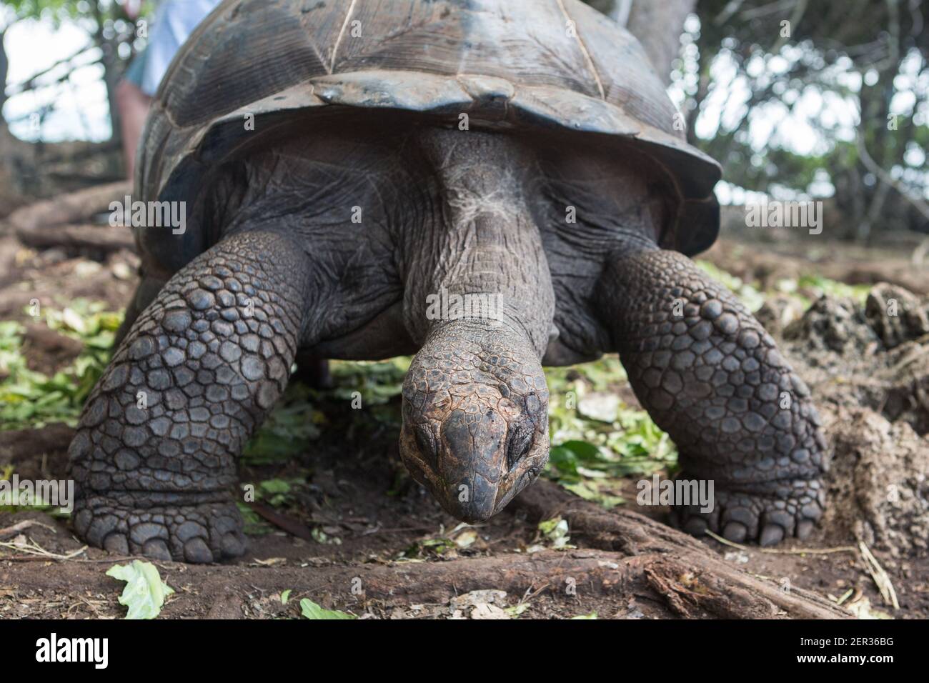 African forest turtle hi-res stock photography and images - Alamy