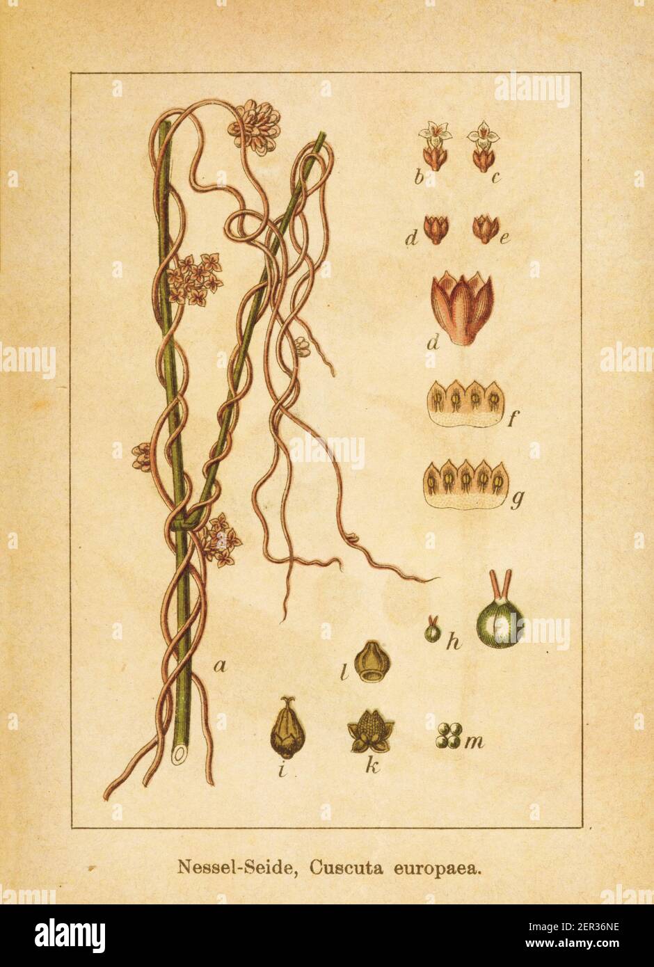 Antique illustration of a cuscuta europaea, also known as greater ...