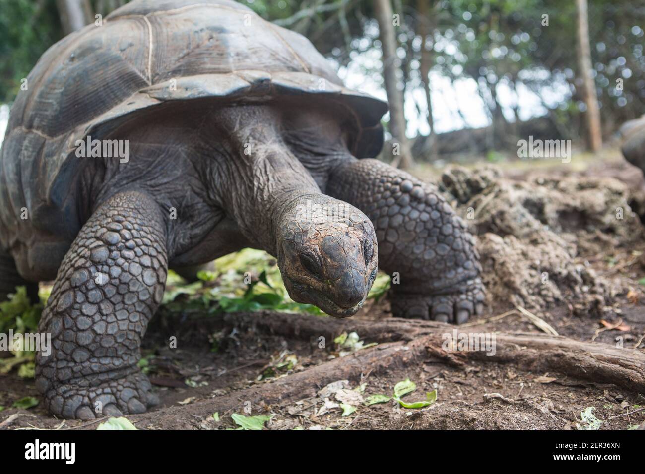 Riding giant turtle hi-res stock photography and images - Alamy