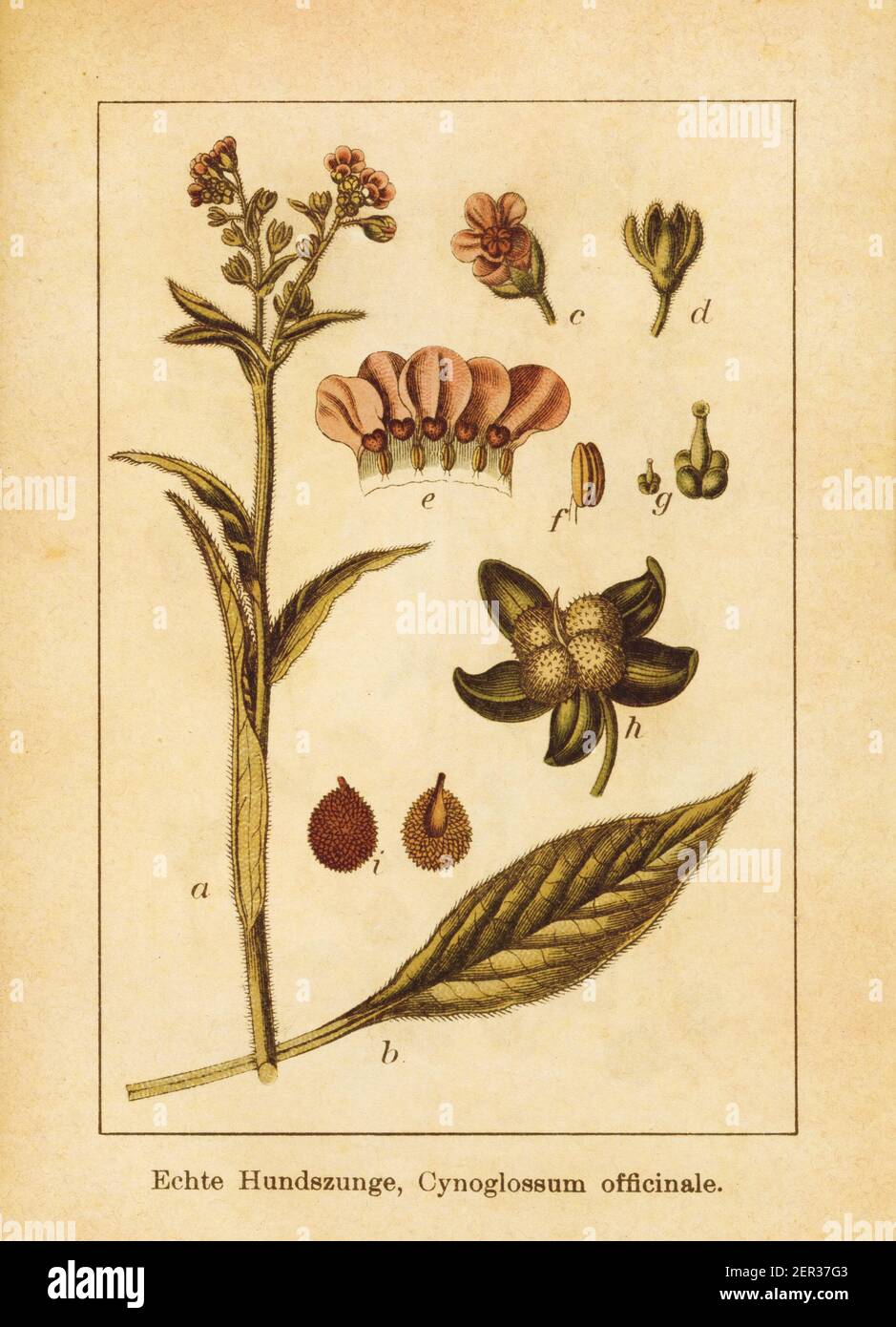 Antique illustration of a cynoglossum officinale, also known as gypsy ...