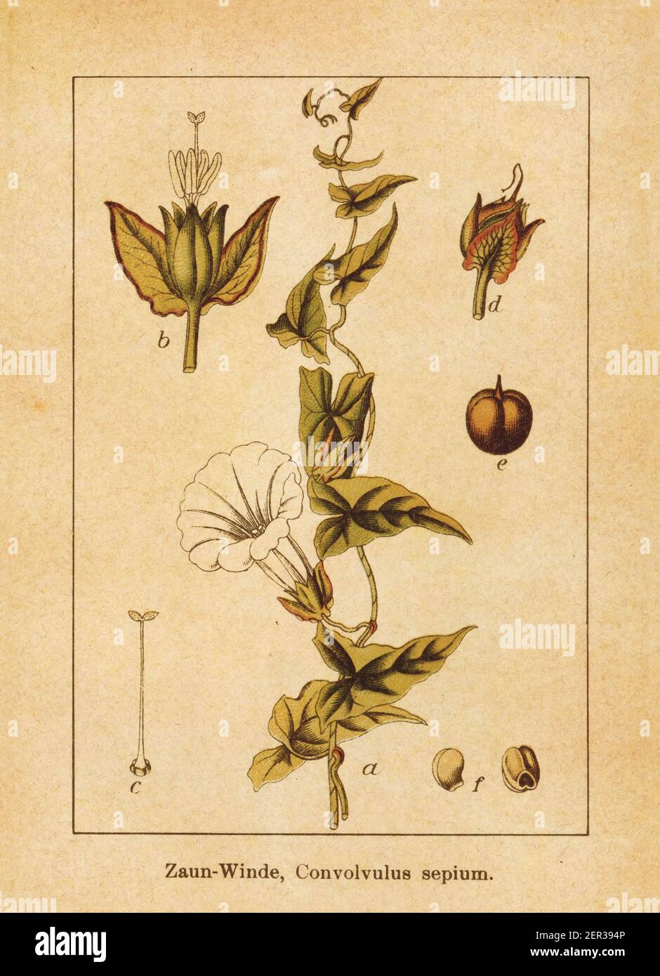 Antique illustration of a calystegia sepium (formerly convolvulus ...