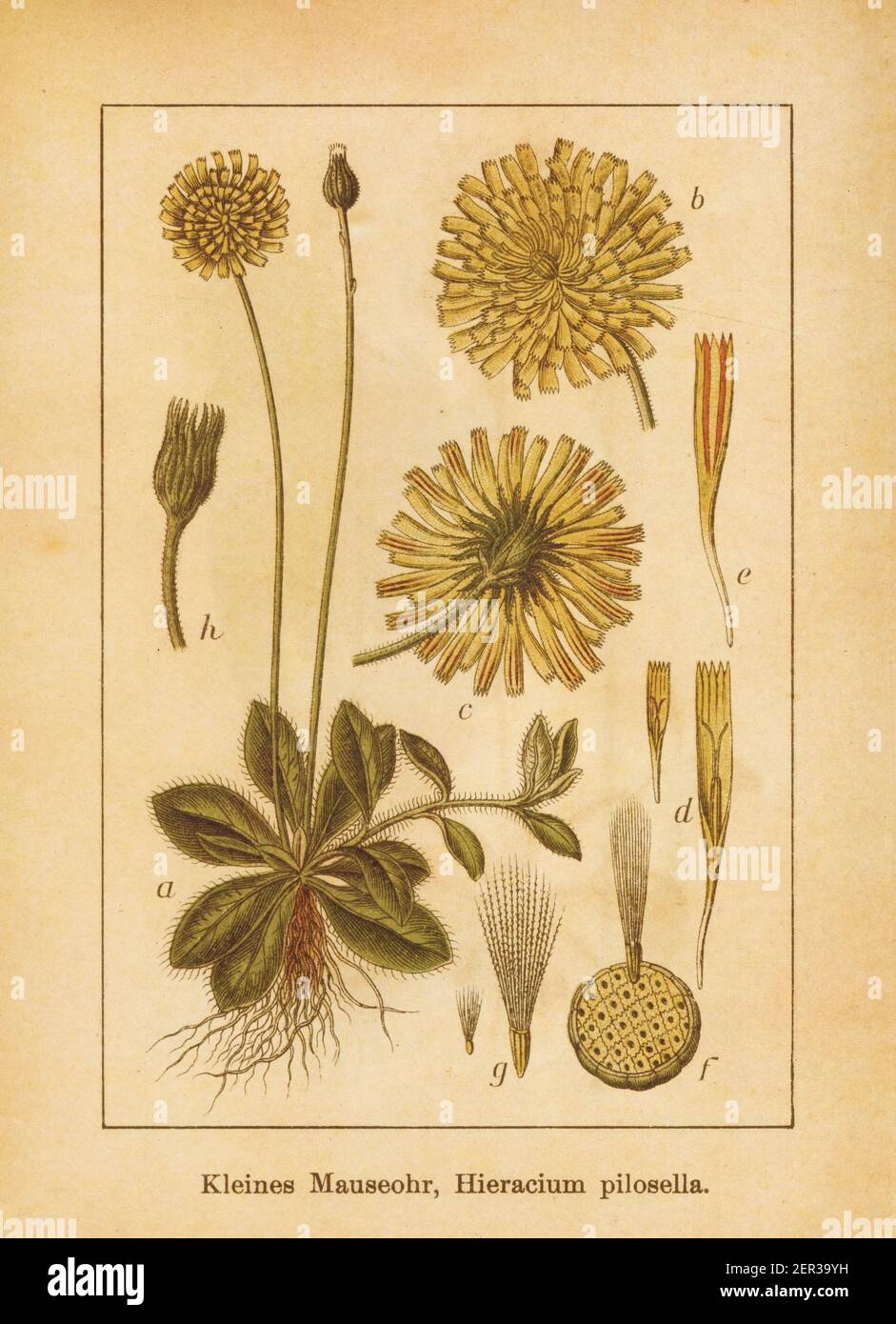 Antique illustration of a hieracium pilosella, also known as mouse-ear ...