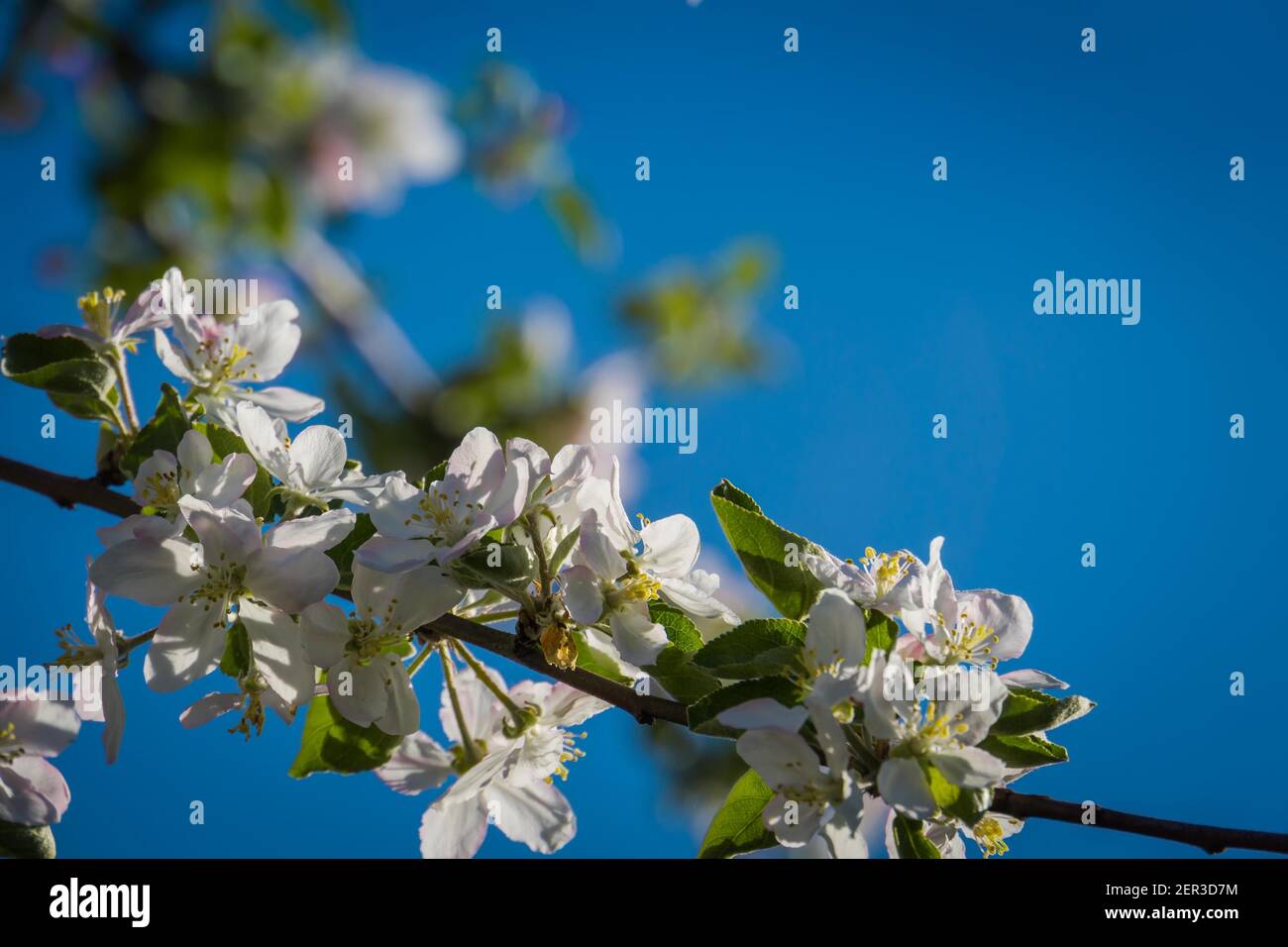 Soft white blooming trees over the clear blue sky, spring background ...