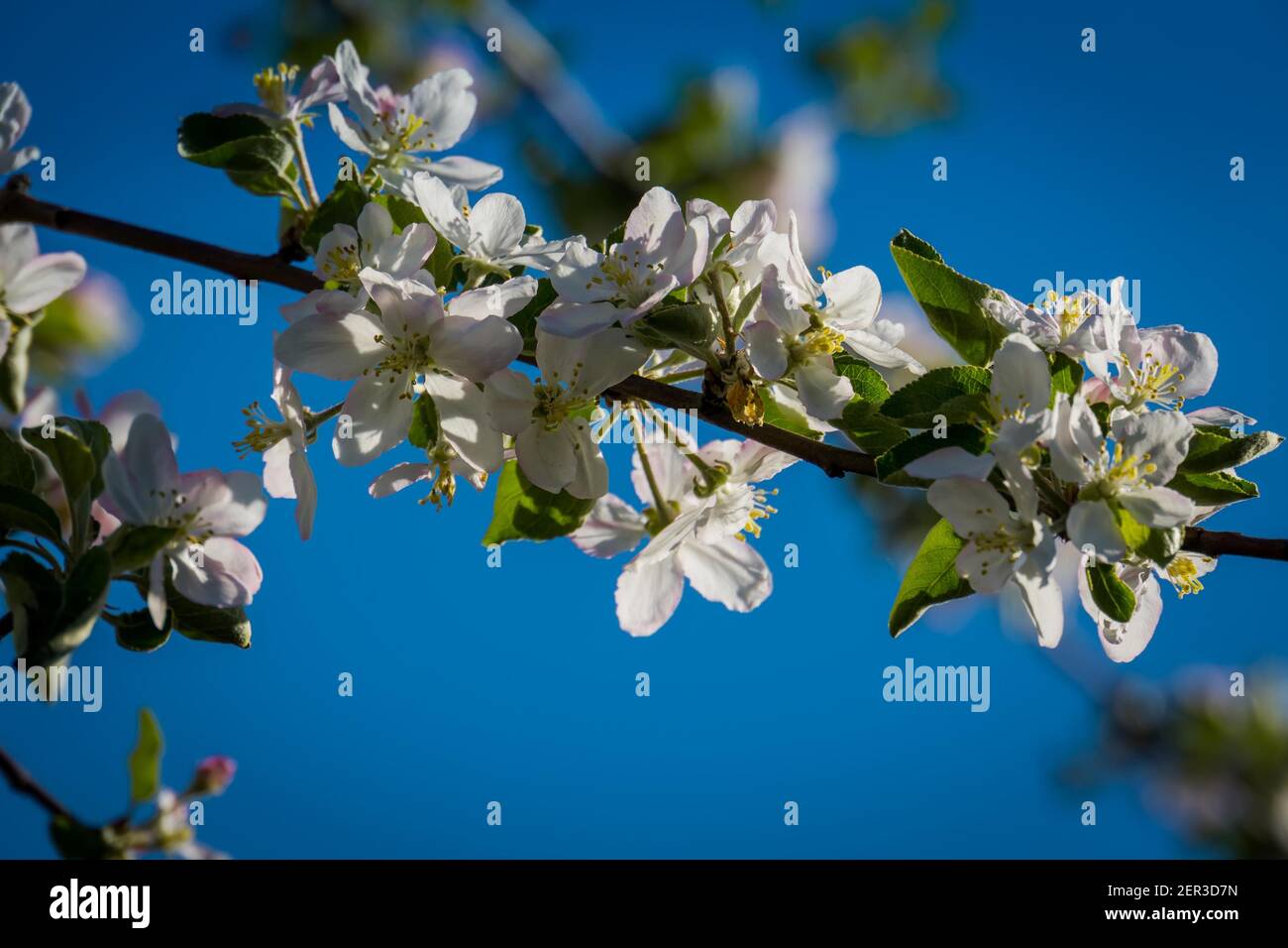 Soft white blooming trees over the clear blue sky, spring background ...