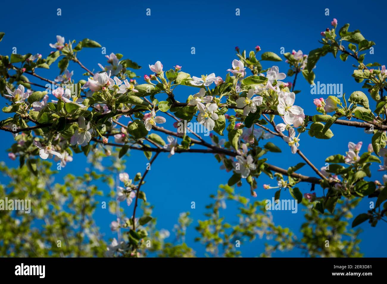 Soft white blooming trees over the clear blue sky, spring background ...