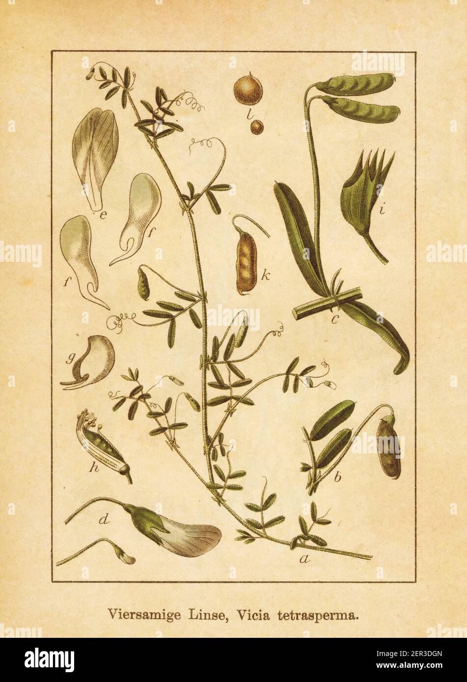 Tare vetch botanical illustration hi-res stock photography and images ...