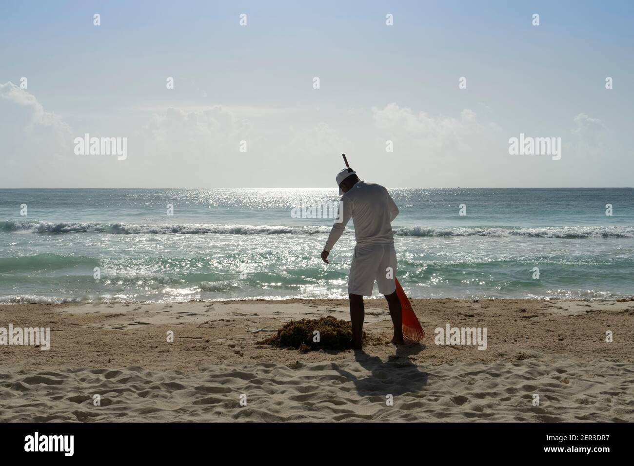 An unrecognizable man cleans a Caribbean beach in Mexico of Sargasso ...