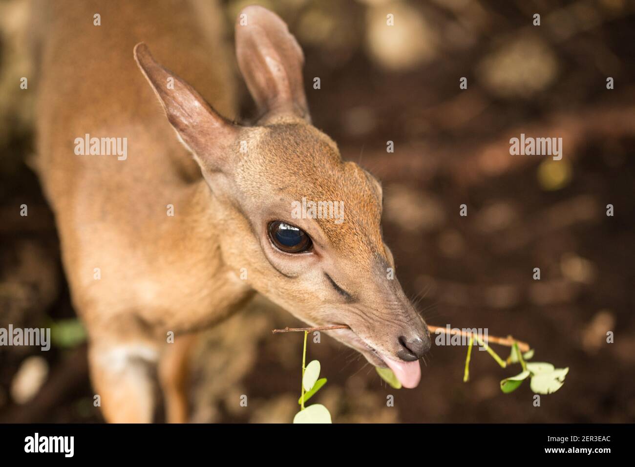 Skittish miniature antelopes at the Zanzibar Zoo, Africa Stock Photo ...