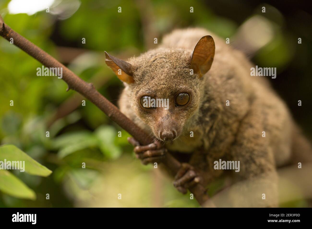 Northern Greater Galago, on a branch during the daytime Stock Photo - Alamy