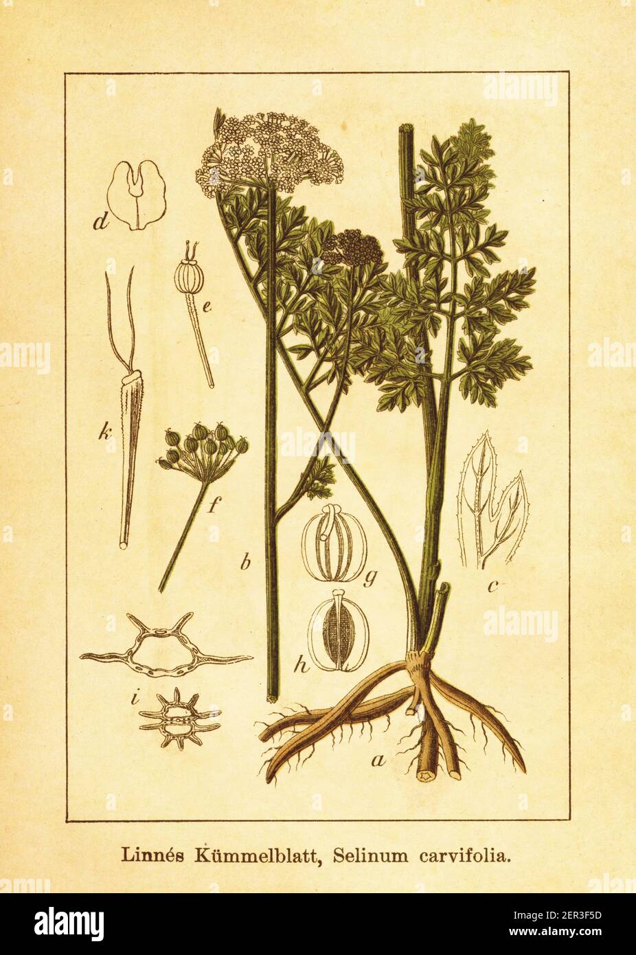 Angelica root illustration hi-res stock photography and images - Alamy