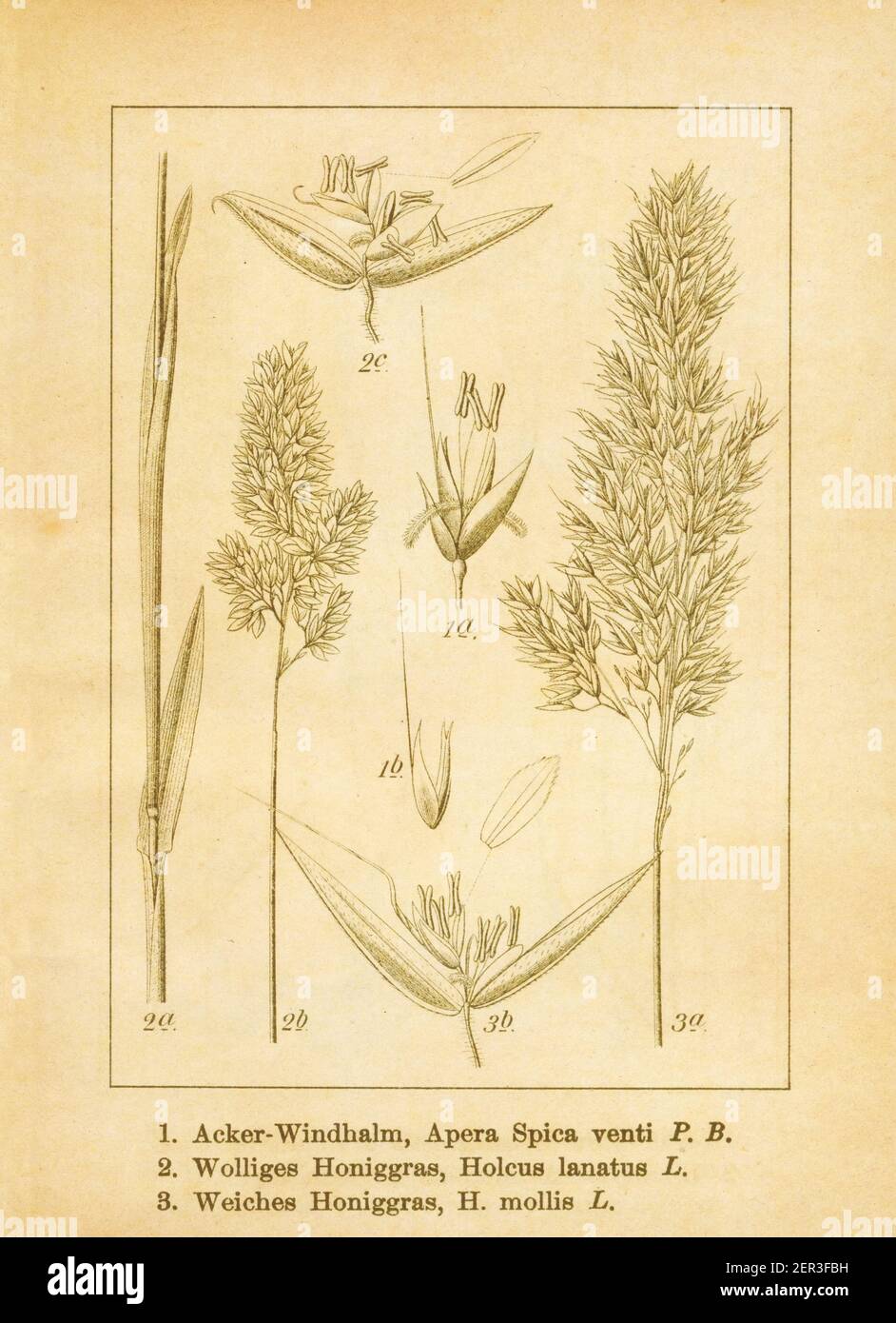 Antique illustration of an apera spica-venti (also known as loose ...