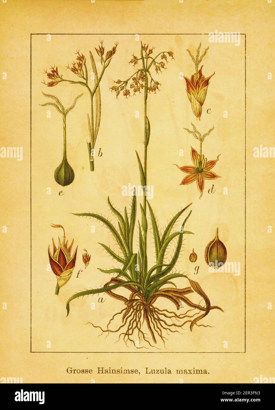 Antique 19th-century engraving of Luzula maxima. Illustration by Jacob ...