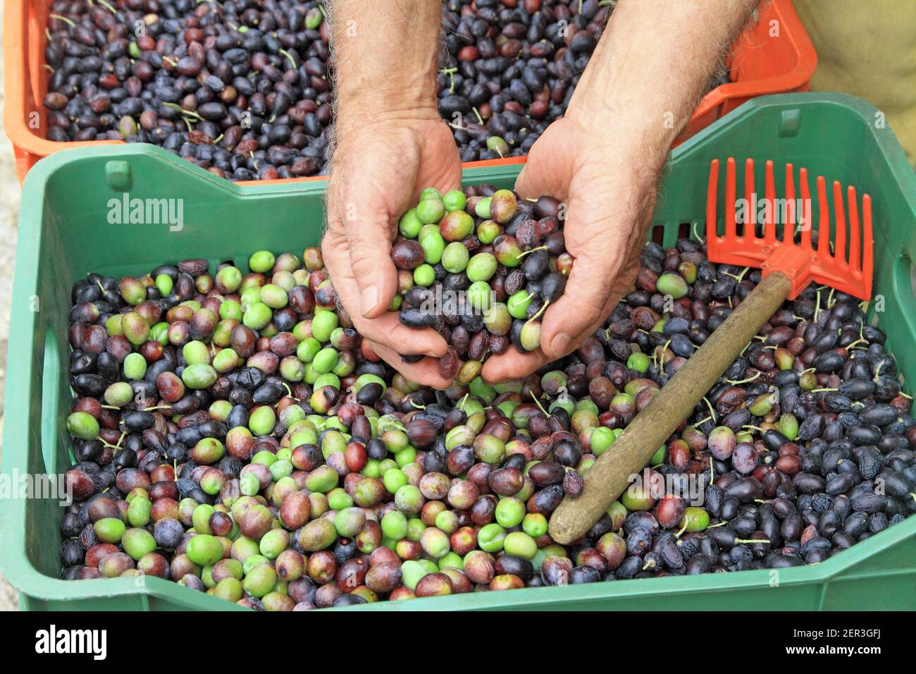 Olives harvested , in plastic crate Stock Photo - Alamy