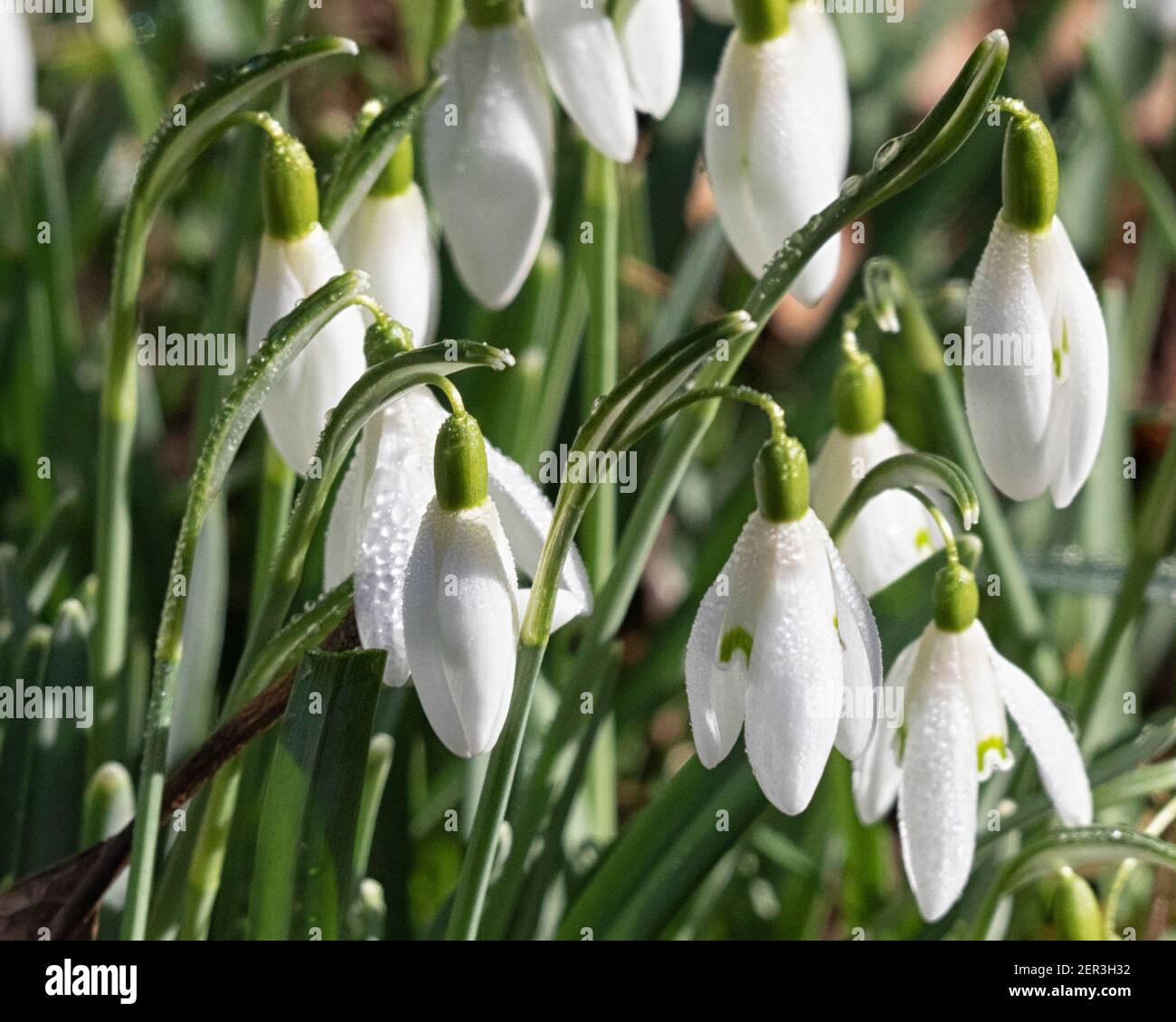 Snowdrops in Springtime, Norfolk, England, UK Stock Photo - Alamy