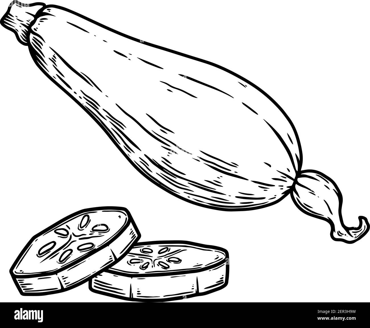 Illustration of squash in engraving style. Design element for poster ...