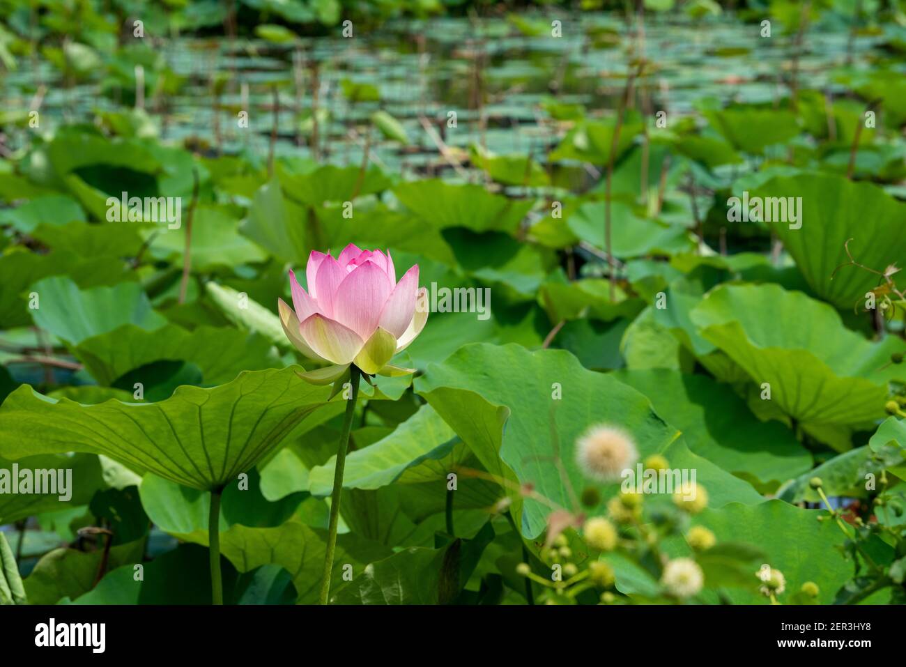 A large pink lotus flower in a field of lotus leaves Stock Photo - Alamy