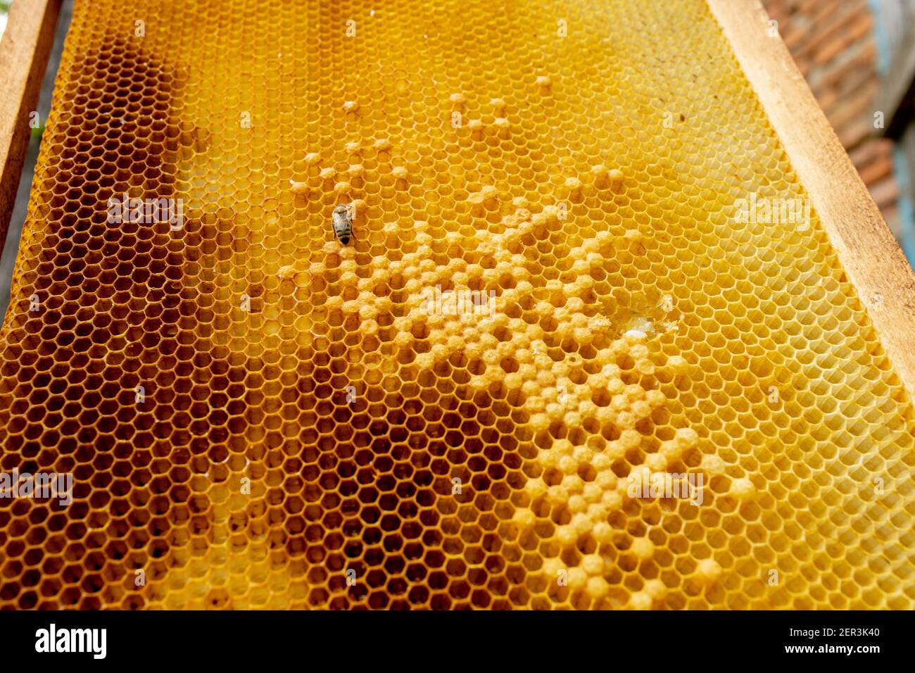 bees work on honeycomb. Honey cells pattern Stock Photo - Alamy