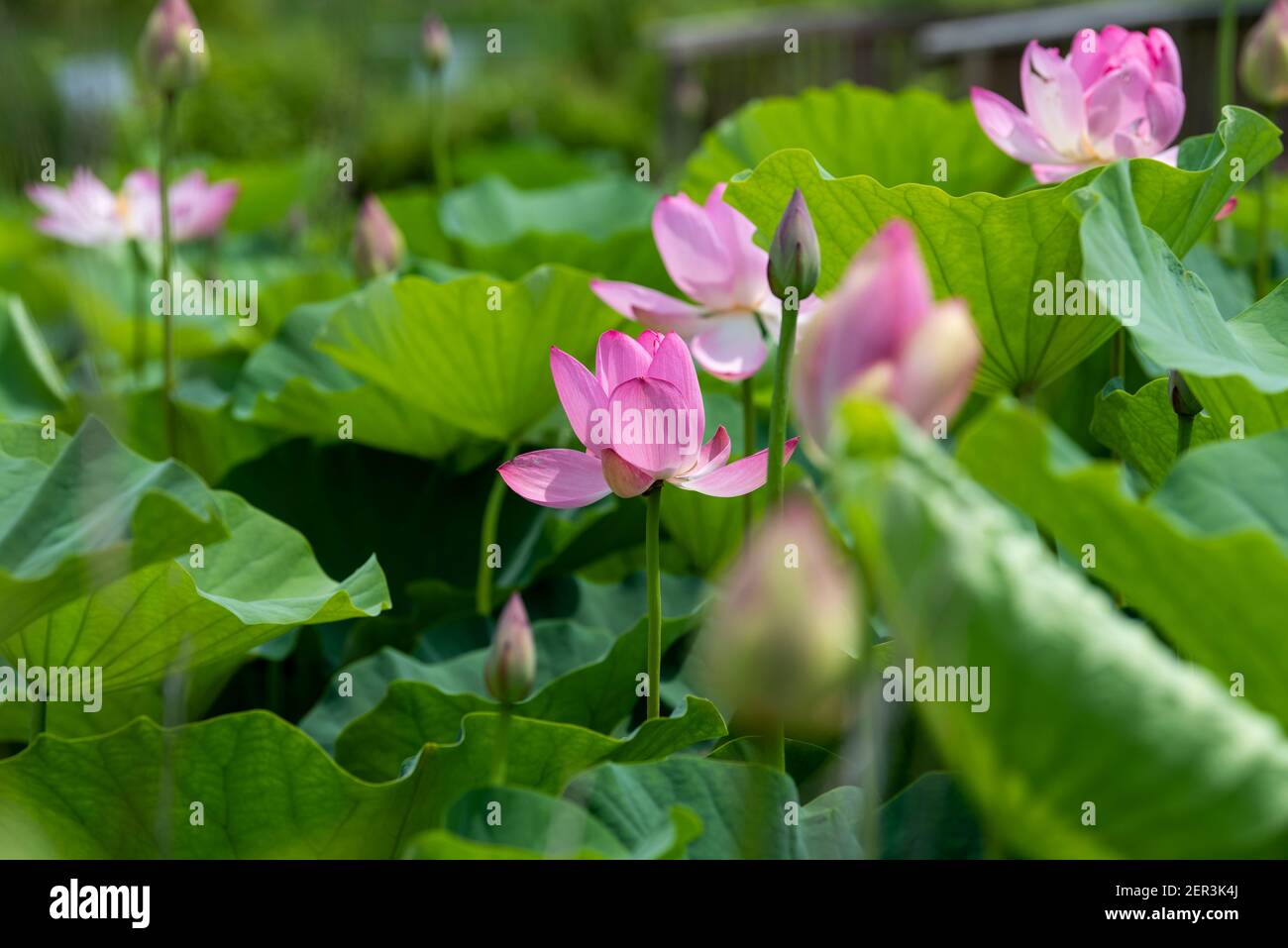 Lotus Flower Growth Stages at Jayden Scrymgeour blog