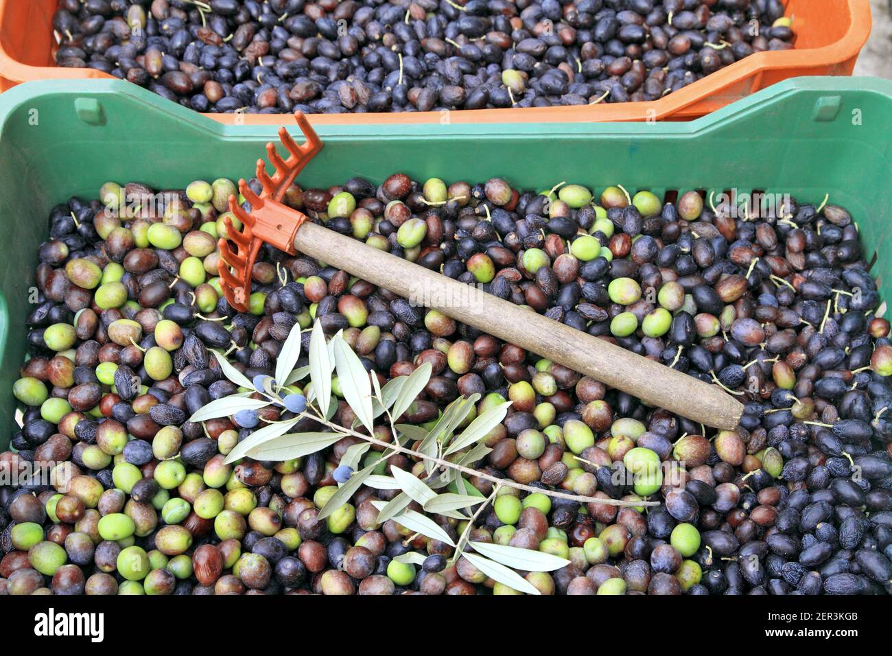 Olives harvested , in plastic crate Stock Photo - Alamy