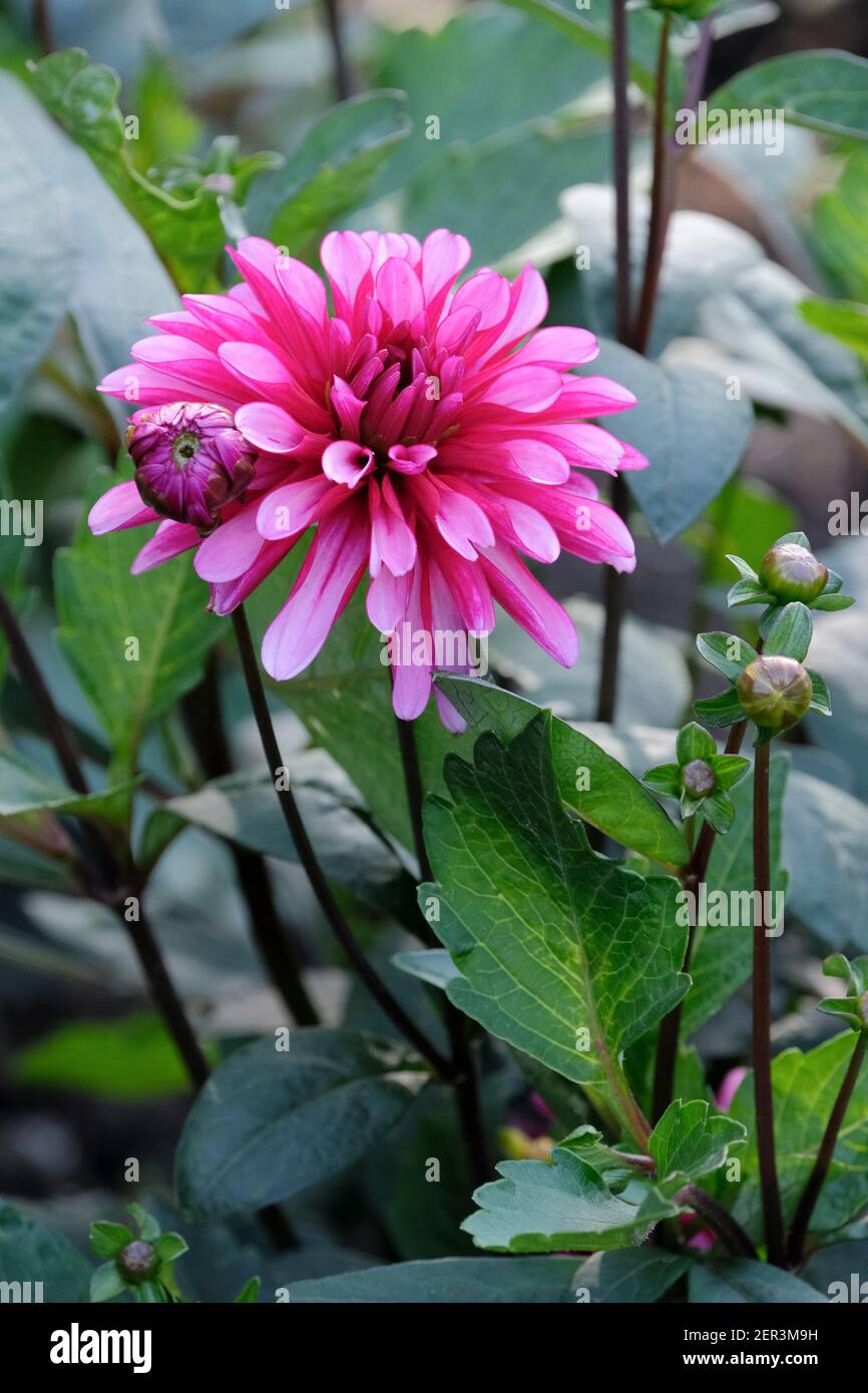 Ruby murray hi-res stock photography and images - Alamy