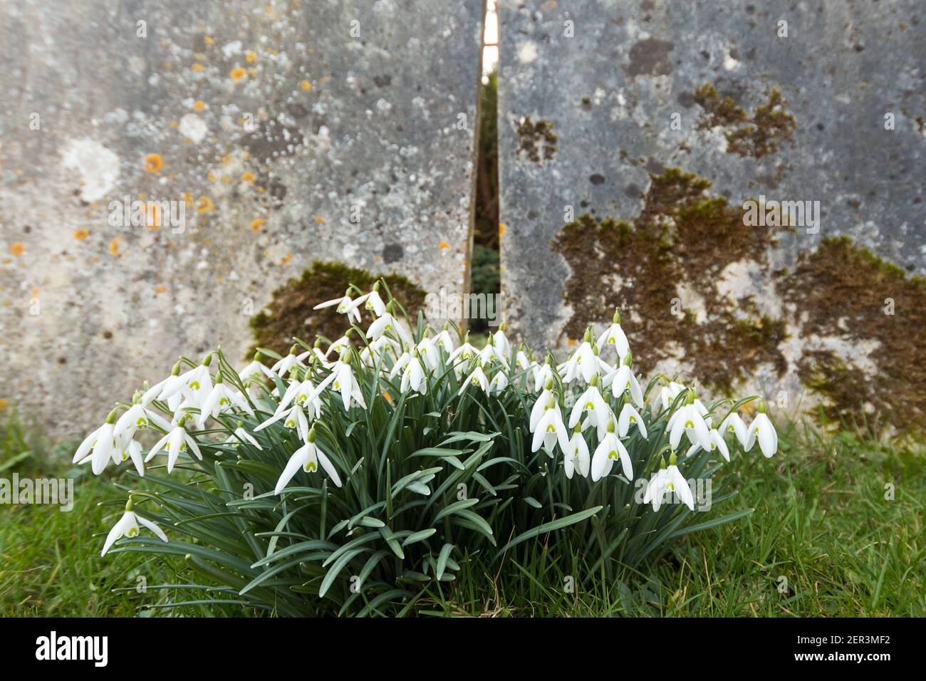 Single drooping blossom on each stem hi-res stock photography and ...