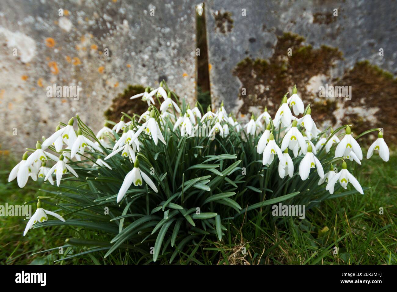 Snowdrops (Galanthus nivalis) growing by gravestones, white drooping ...