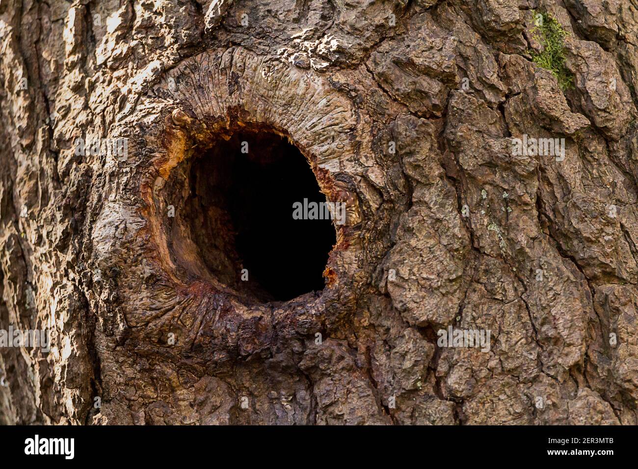 Nesting hole in tree close up round entrance has marks from pecking or ...