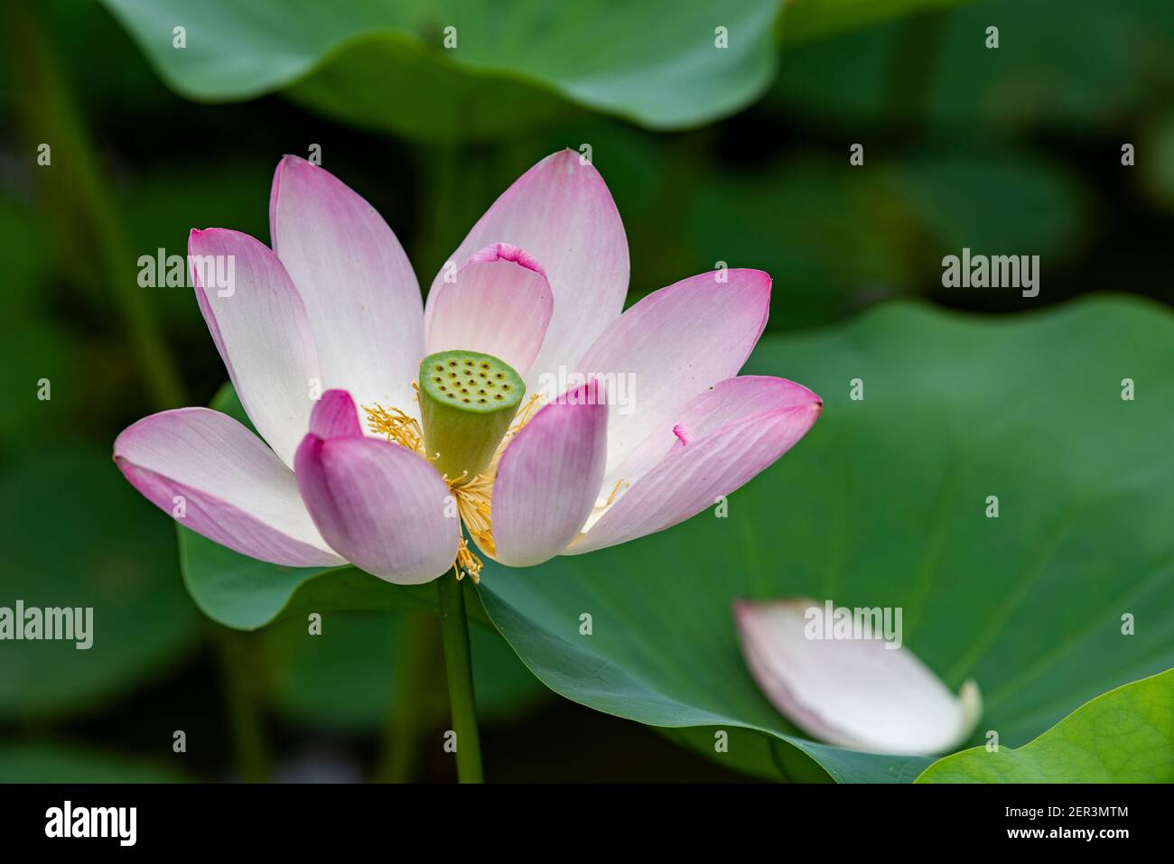 A bright pink Indian lotus flower opens to reveal the edible seedpod ...