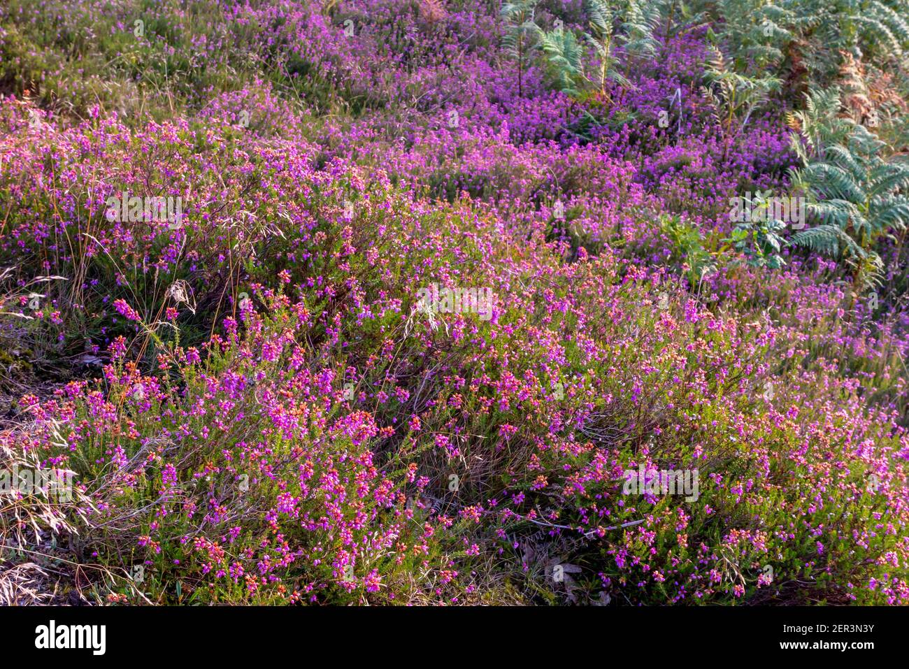 Genus of flowering plants in the family ericaceae hi-res stock ...
