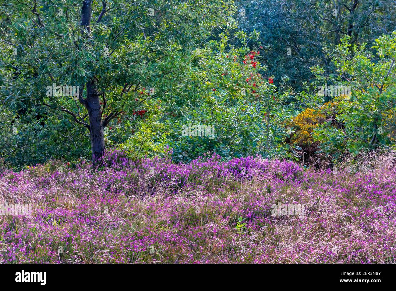 Calluna vulgaris, common heather, or ling, the sole species in the ...
