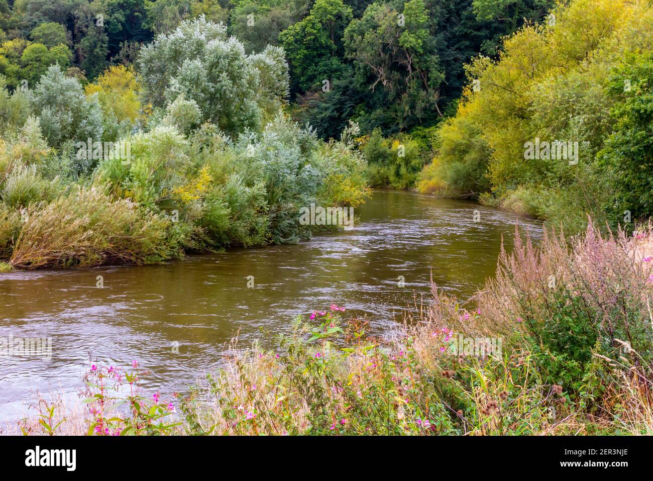 The River Wye at Kerne Bridge in the Wye Valley Area of Outstanding ...