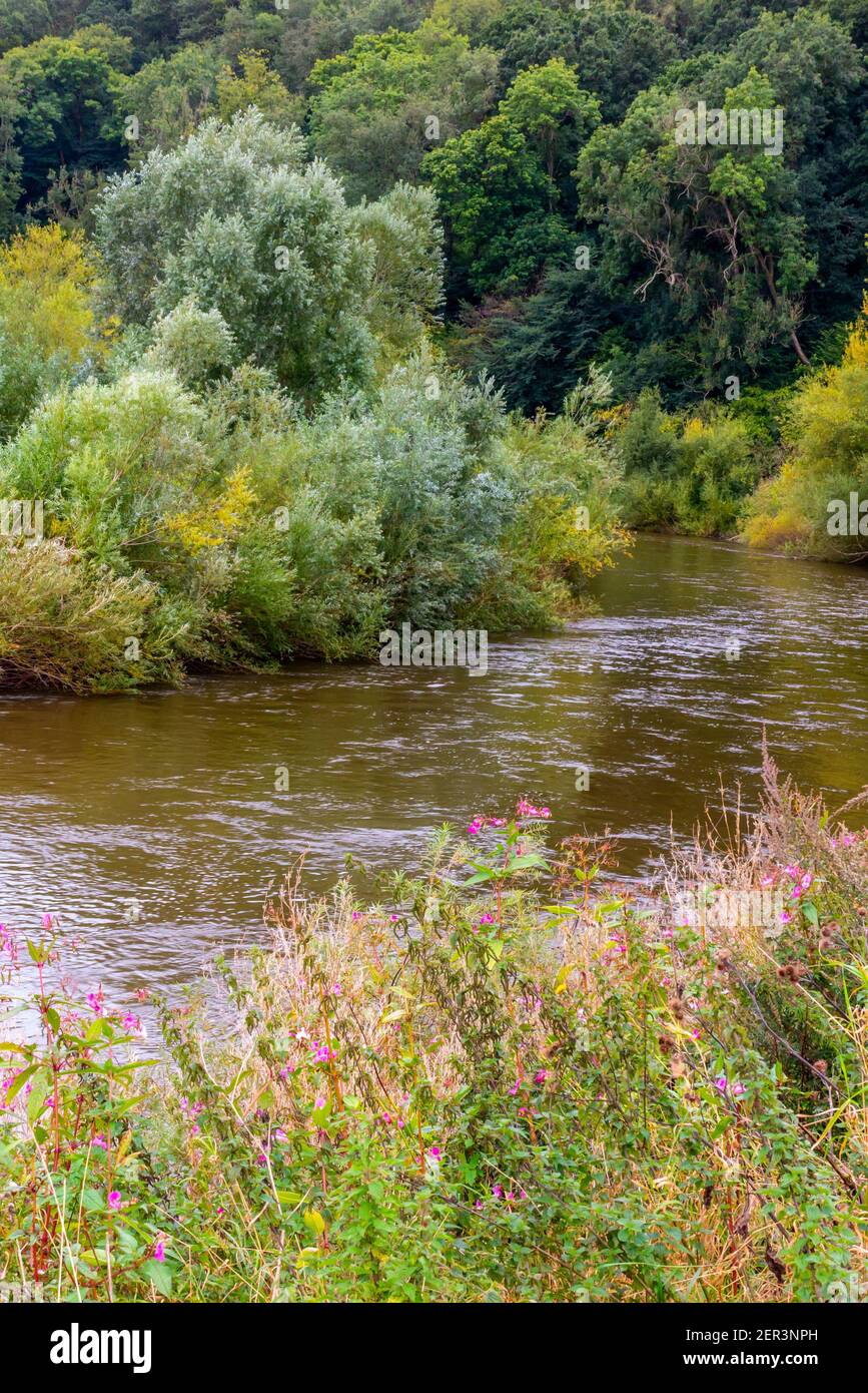 The River Wye at Kerne Bridge in the Wye Valley Area of Outstanding ...