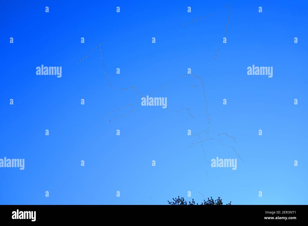 Migrating geese flying in pattern formations in the blue sky in winter ...