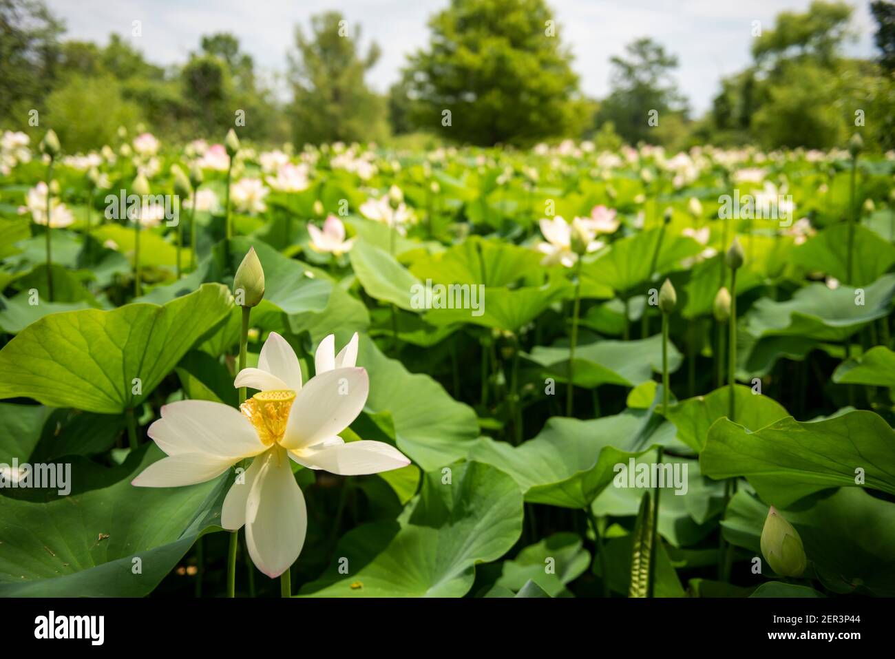 Water-level view of a lotus field showing buds and blooms, large leaves ...