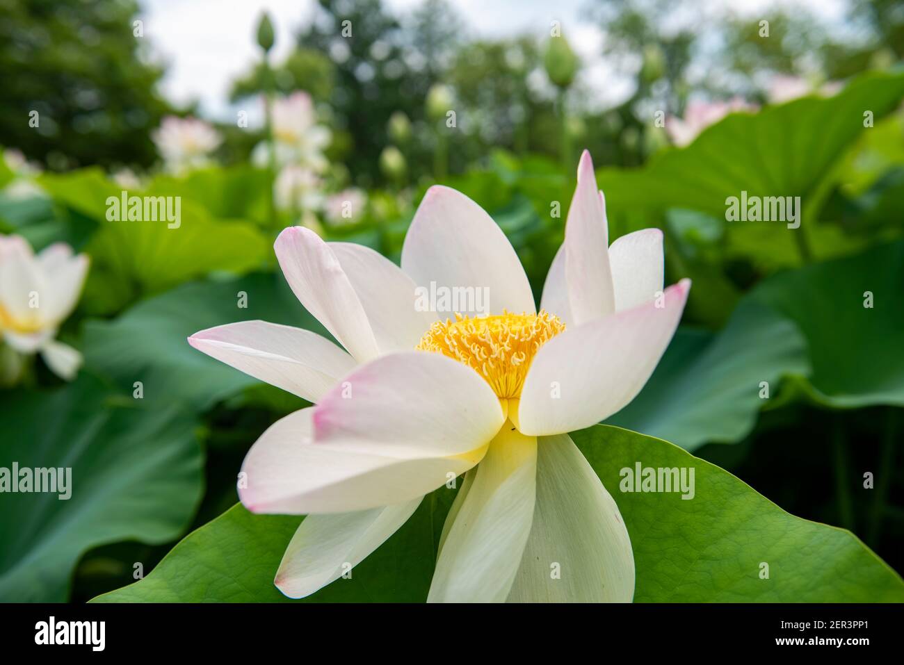 Close low hi-res stock photography and images - Alamy