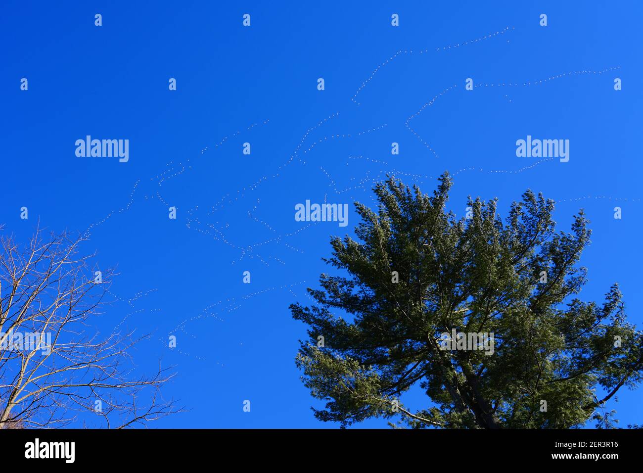 Migrating geese flying in pattern formations in the blue sky in winter ...