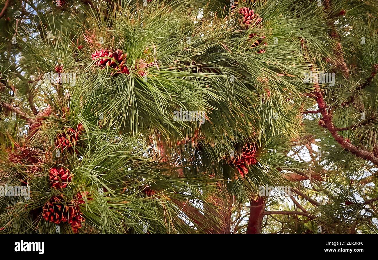 A conifer with red pine cones Stock Photo - Alamy