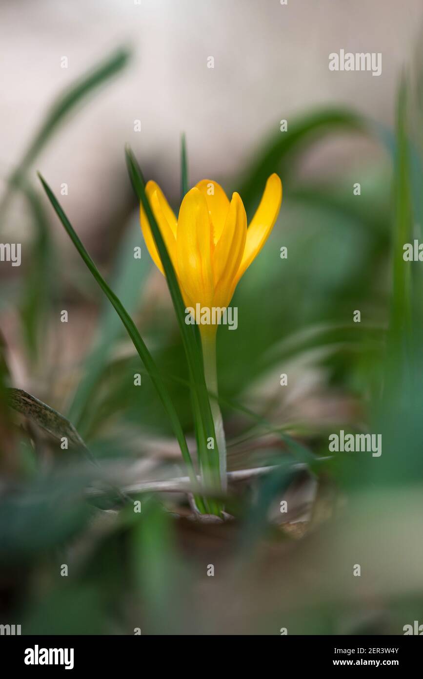 Early sprouting crocus hi-res stock photography and images - Alamy