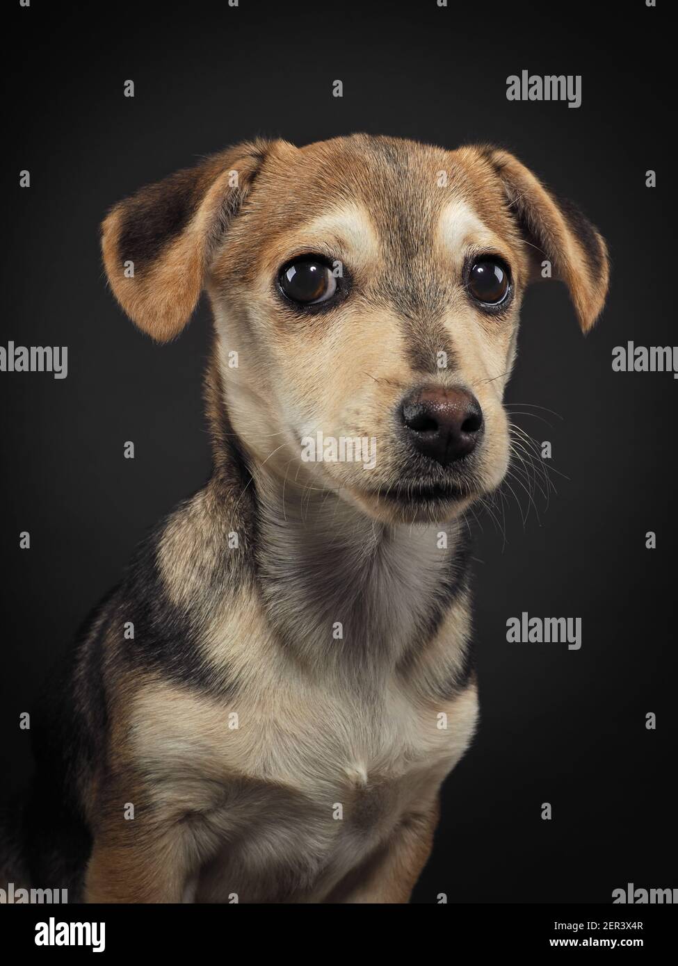 Studio portrait cutie puppy on black background Stock Photo - Alamy