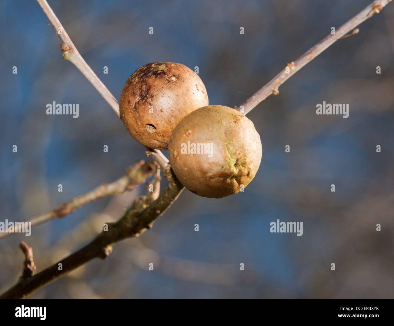 Two Oak apple galls on a branch Stock Photo - Alamy