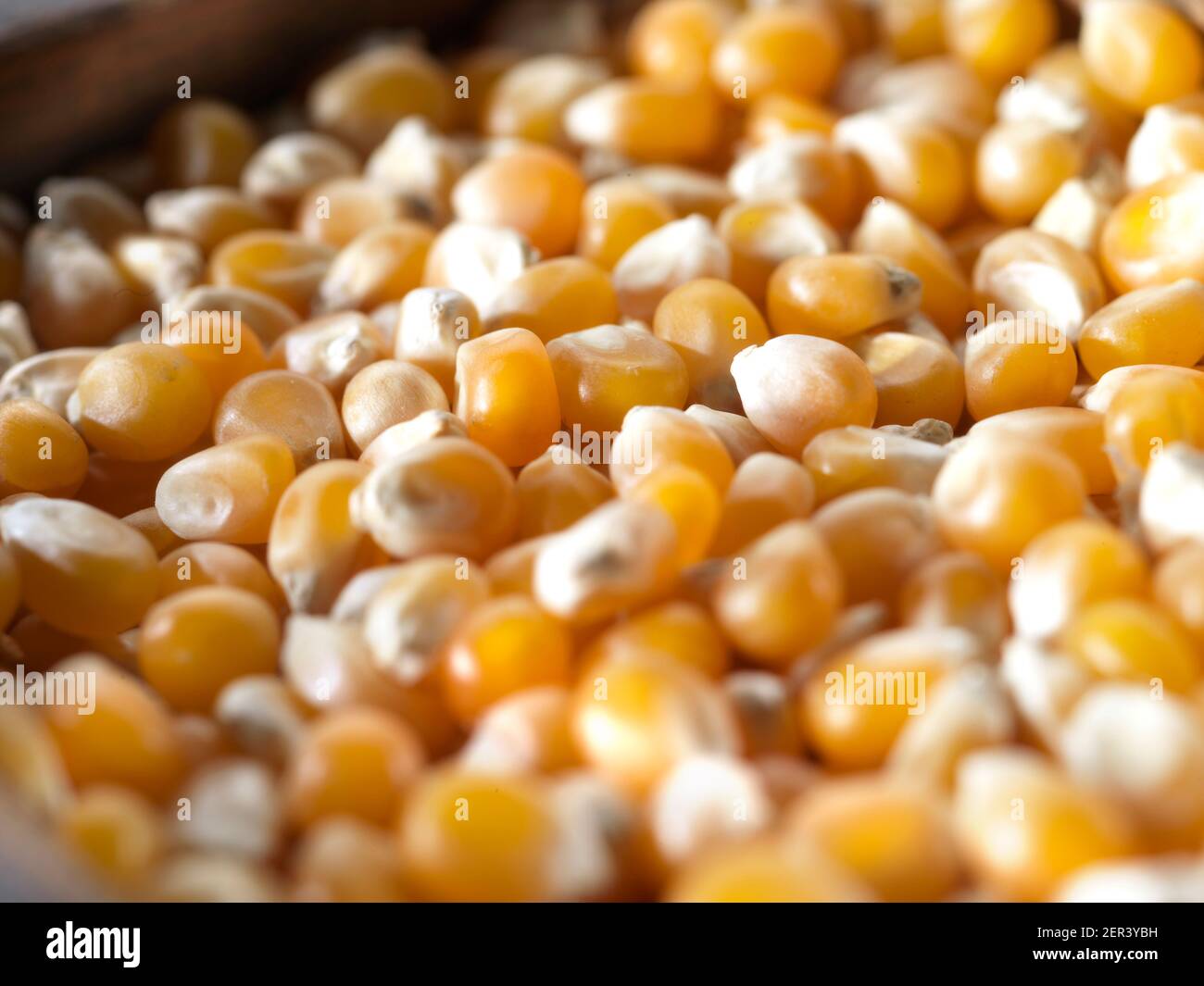 Mais root hi-res stock photography and images - Alamy