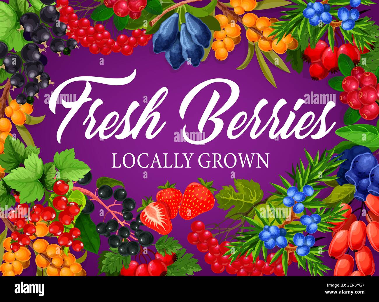 Acerola harvest Stock Vector Images - Alamy