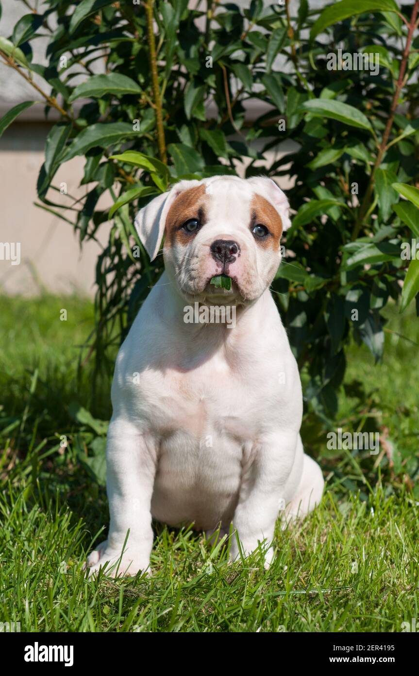 Johnson American Bulldog Puppies