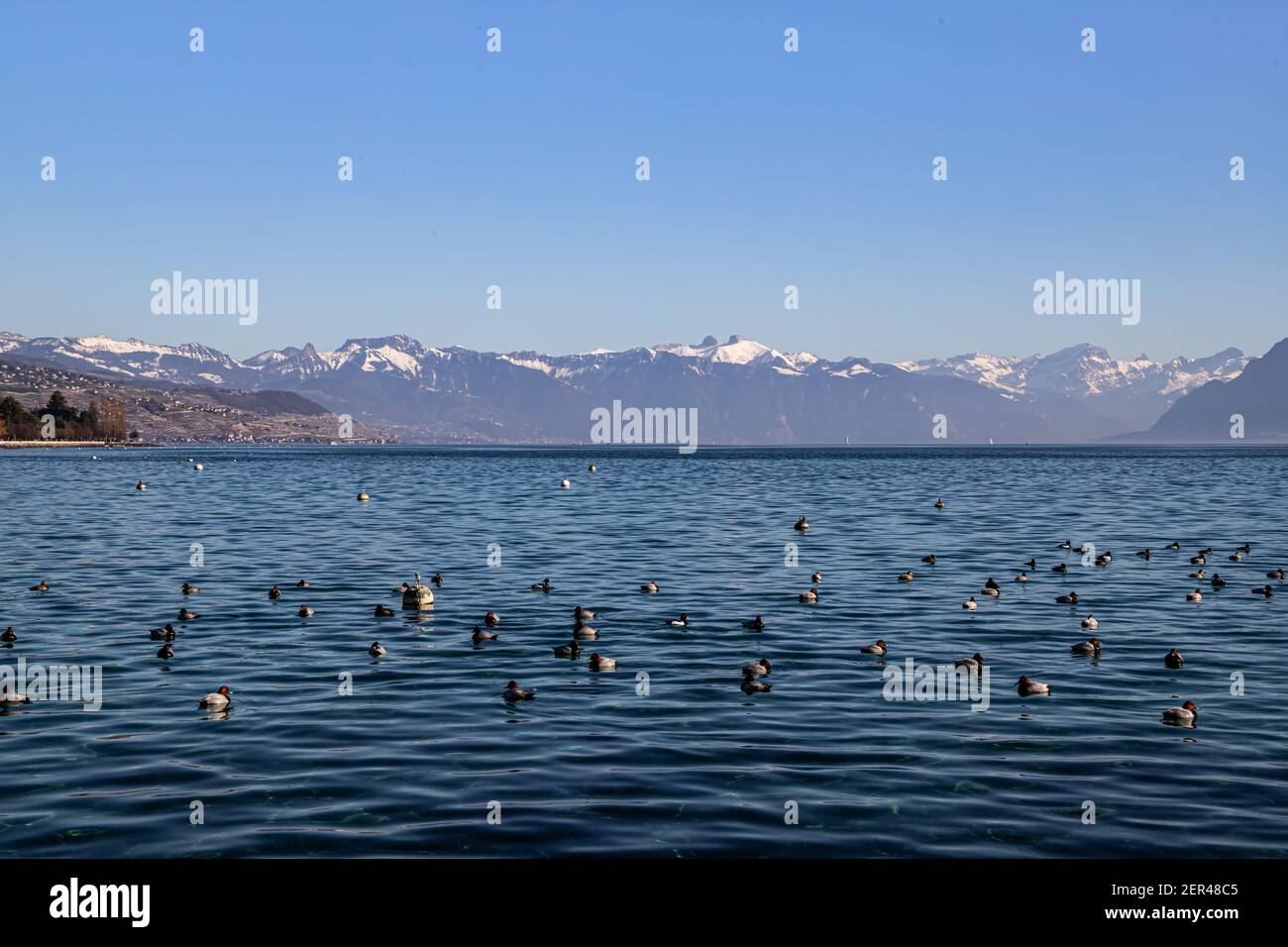 Lake Geneva and the Alps seen from Lausanne, Switzerland Stock Photo ...