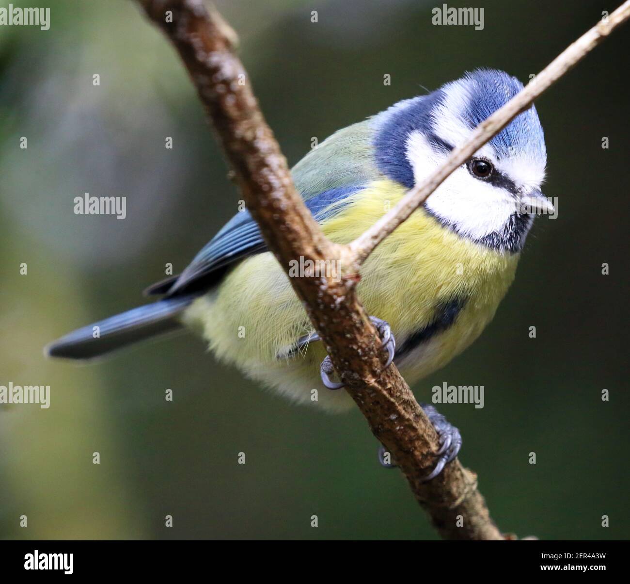 Eurasian Blue Tit (Cyanistes Caeruleus Stock Photo - Alamy