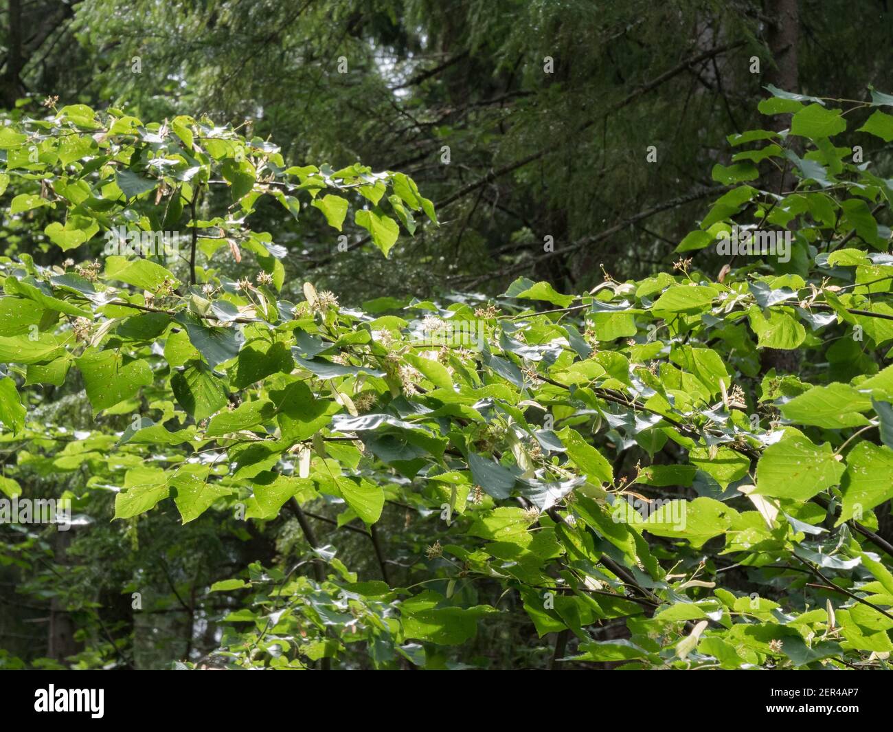 Flowering branches of small-leaved lime tree Stock Photo - Alamy