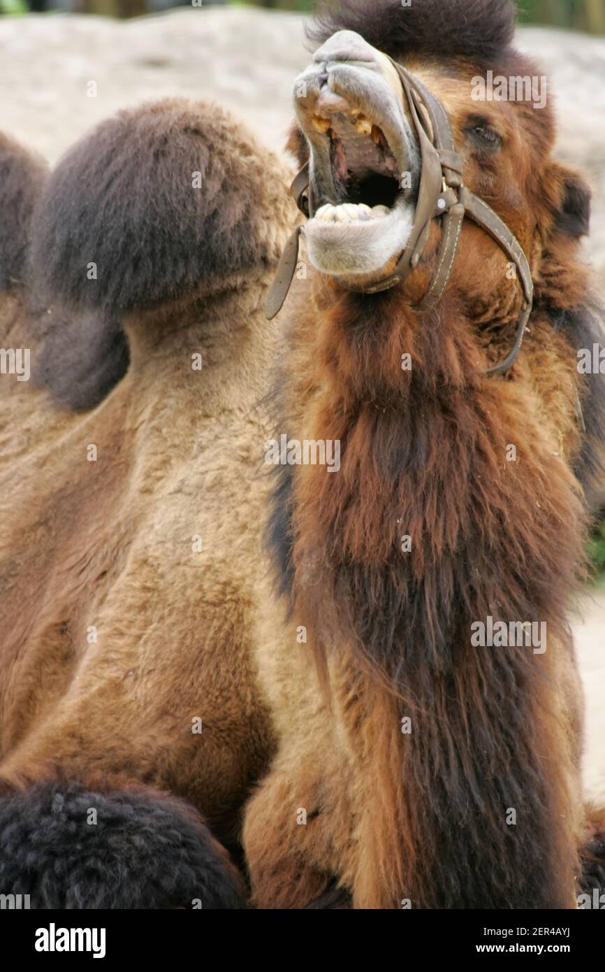 Laughing camel hi-res stock photography and images - Alamy